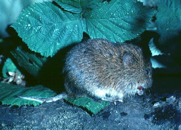 Wild Essex species: bank vole