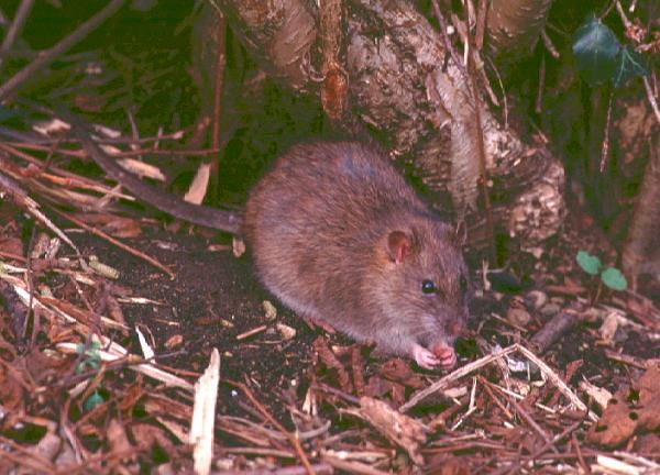 Wild Essex species: brown rat