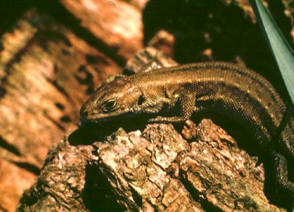 Wild Essex species: common lizard