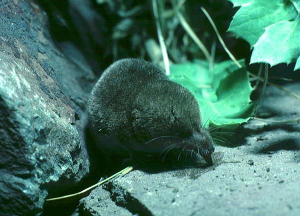 Wild Essex species: common shrew