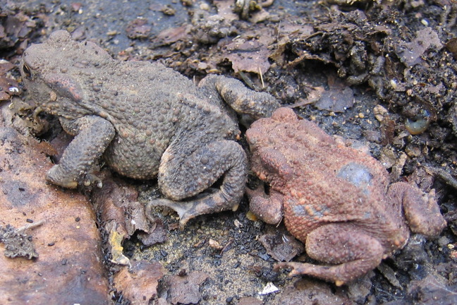Wild Essex species: common toad