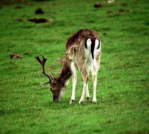 Wild Essex species: fallow deer