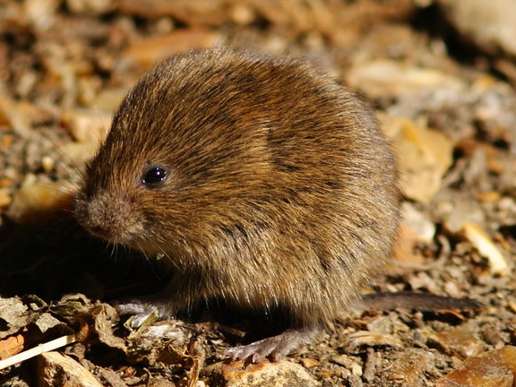 Wild Essex species: field vole