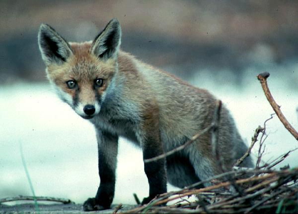 Wild Essex species: fox