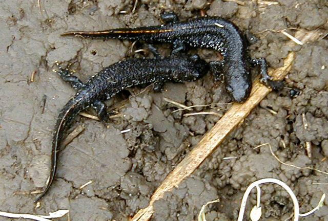 Wild Essex species: great crested newt