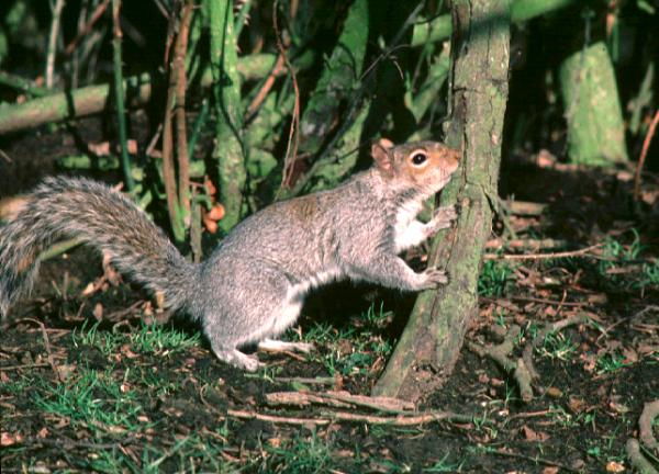 Wild Essex species: grey squirrel