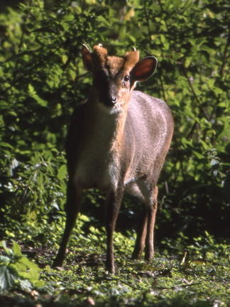 Wild Essex species: muntjac deer