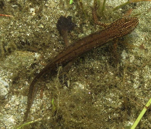 Wild Essex species: palmate newt