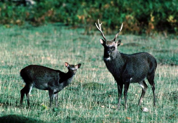 Wild Essex species: red deer