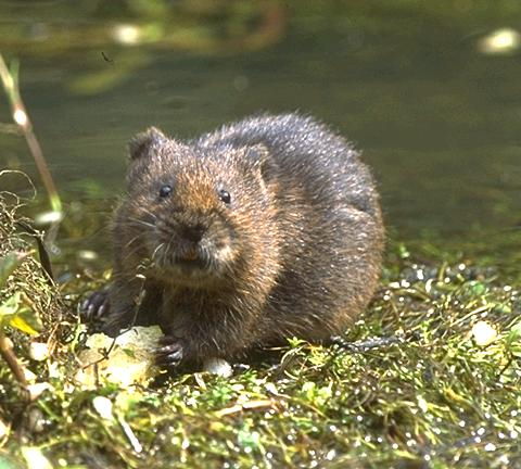 Wild Essex species: water vole