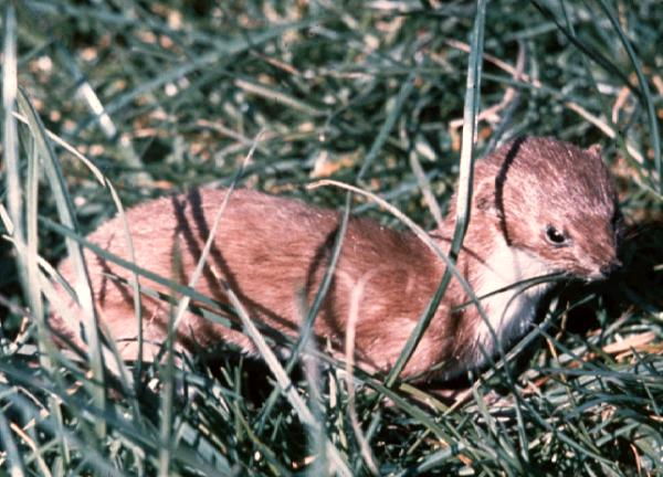 Wild Essex species: weasel