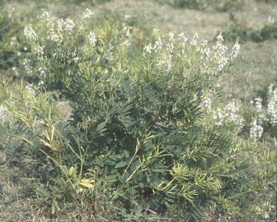 Wild Essex species: goat's rue