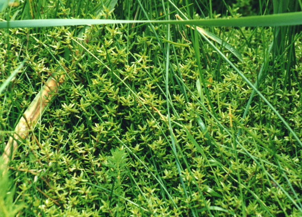 Wild Essex species: new Zealand pygmyweed