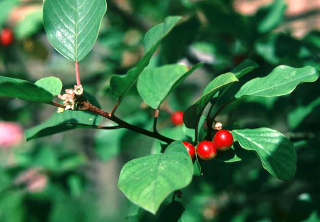 Wild Essex species: alder buckthorn