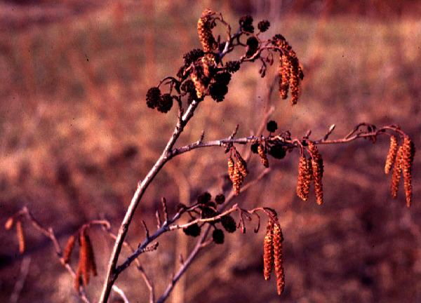Wild Essex species: alder