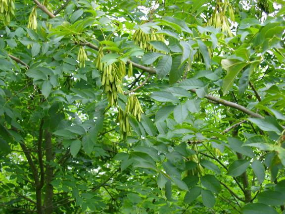 Wild Essex species: ash