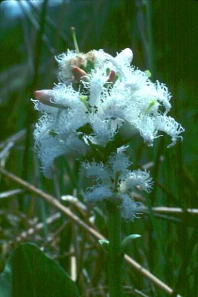 Wild Essex species: bog bean