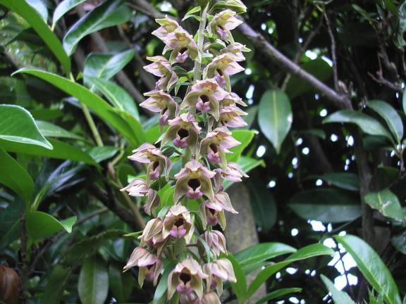 Wild Essex species: broad-leaved helleborine