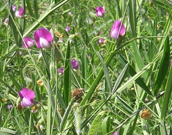 Wild Essex species: bithynian vetch