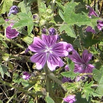 Wild Essex species: common mallow