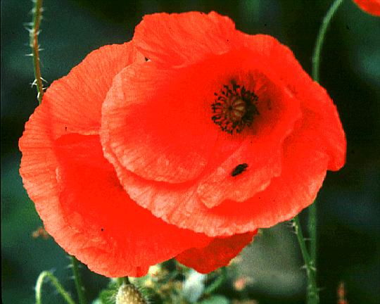 Wild Essex species: common poppy