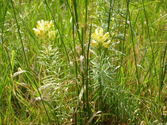 Wild Essex species: common toadflax