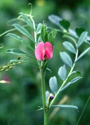 Wild Essex species: common vetch