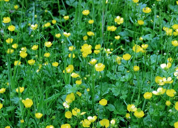 Wild Essex species: creeping buttercup