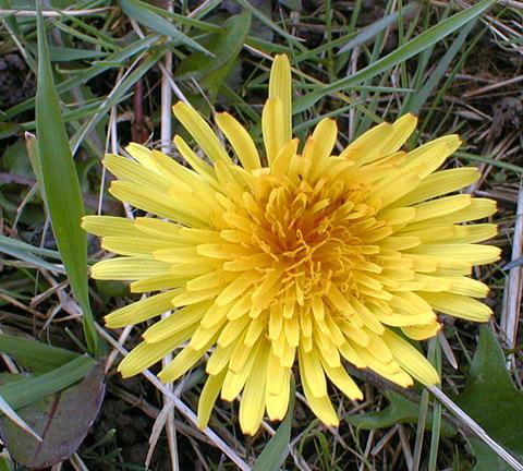 Wild Essex species: dandelion