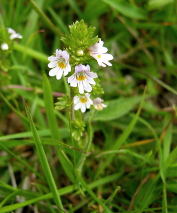 Wild Essex species: eyebright