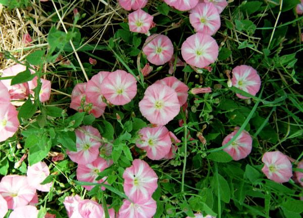 Wild Essex species: field bindweed
