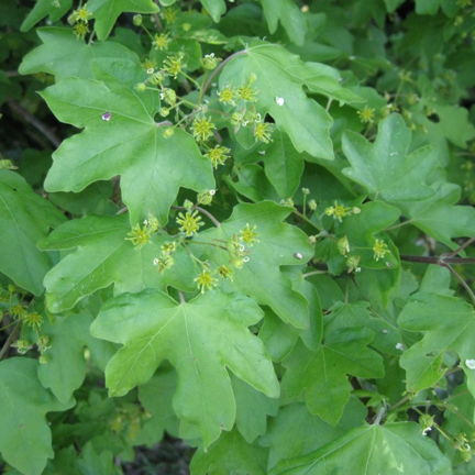 Wild Essex species: field maple