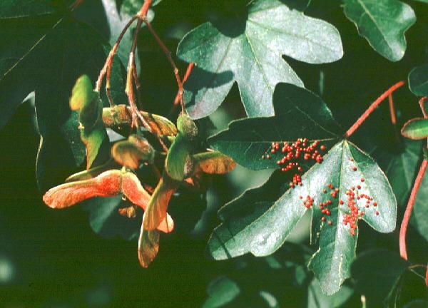 Wild Essex species: field maple