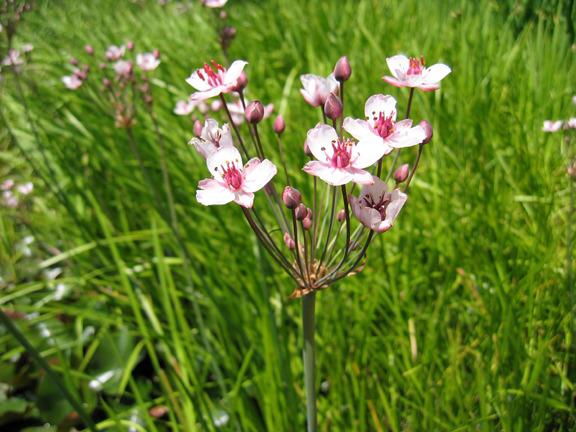 Wild Essex species: flowering rush