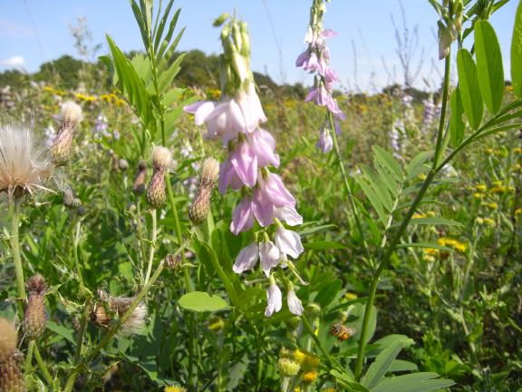 Wild Essex species: goat's rue