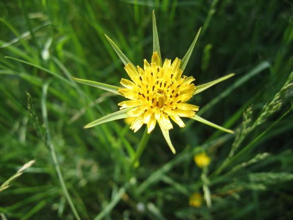 Wild Essex species: goatsbeard