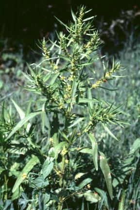 Wild Essex species: golden dock