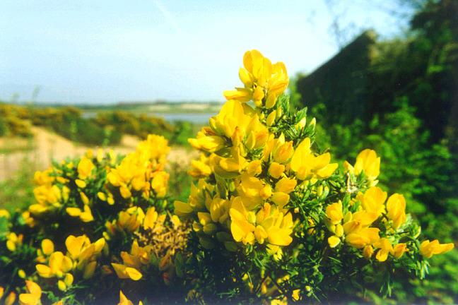 Wild Essex species: gorse