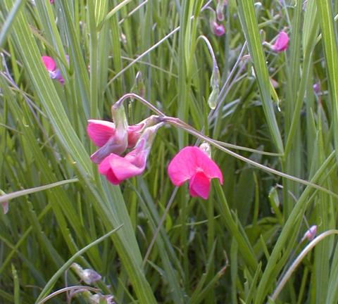 Wild Essex species: grass vetchling
