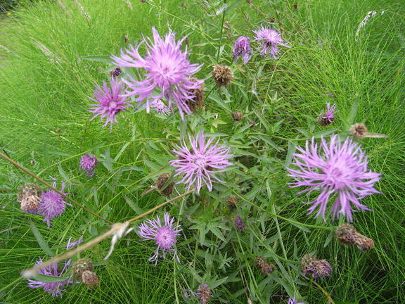 Wild Essex species: greater knapweed