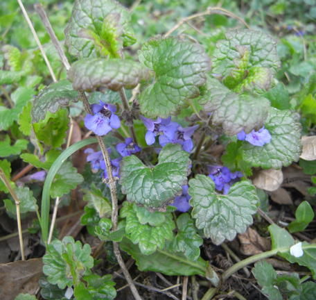Wild Essex species: ground ivy