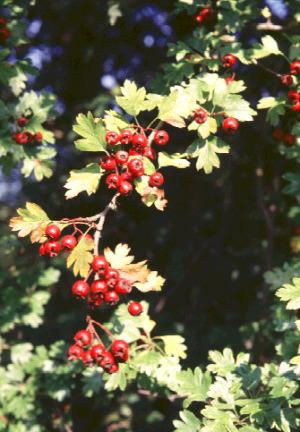 Wild Essex species: hawthorn