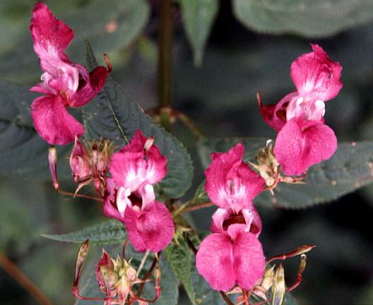 Wild Essex species: himalayan balsam