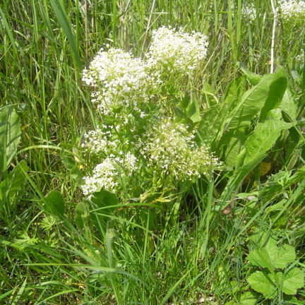 Wild Essex species: hoary cress