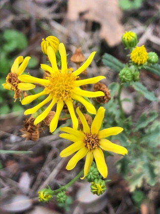 Wild Essex species: common ragwort