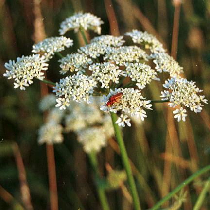 Wild Essex species: hogweed