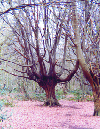 Wild Essex species: hornbeam