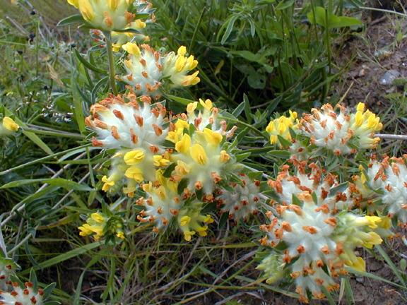 Wild Essex species: kidney vetch