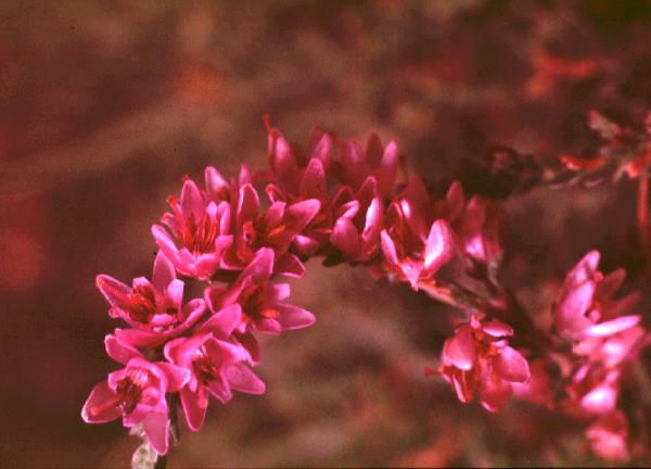 Wild Essex species: ling heather