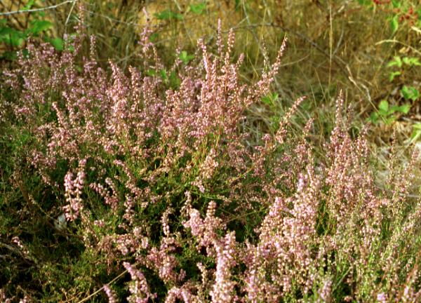 Wild Essex species: ling heather